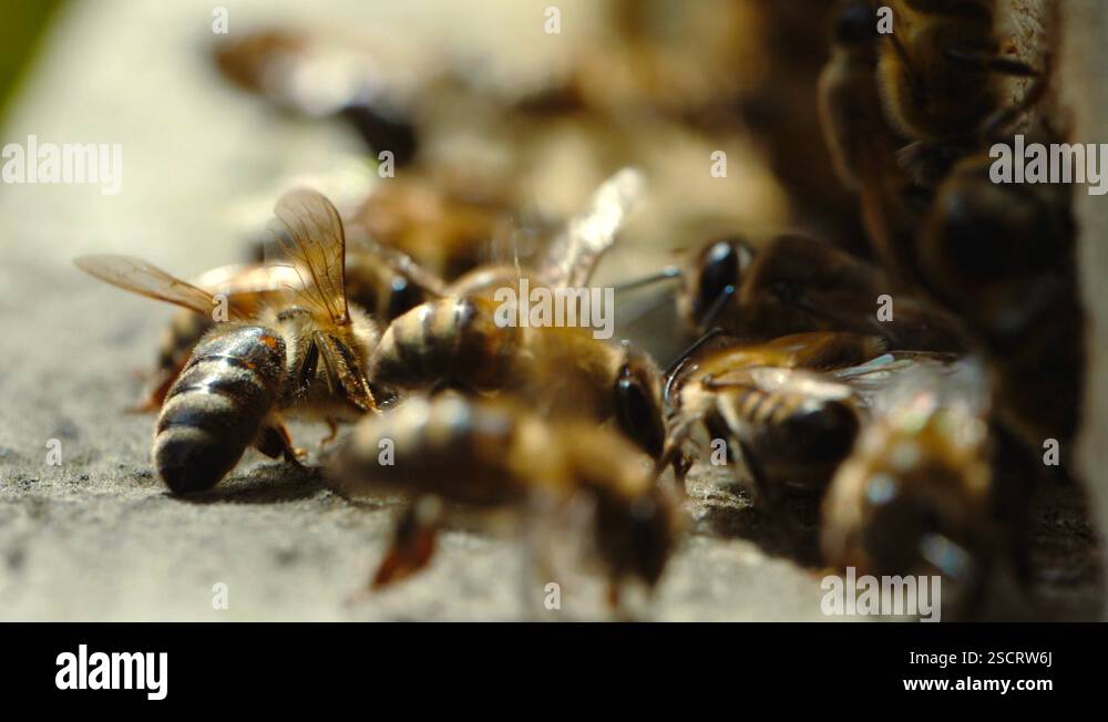 Apiary. Bees working, bring floral nectar and pollen to hive Stock ...
