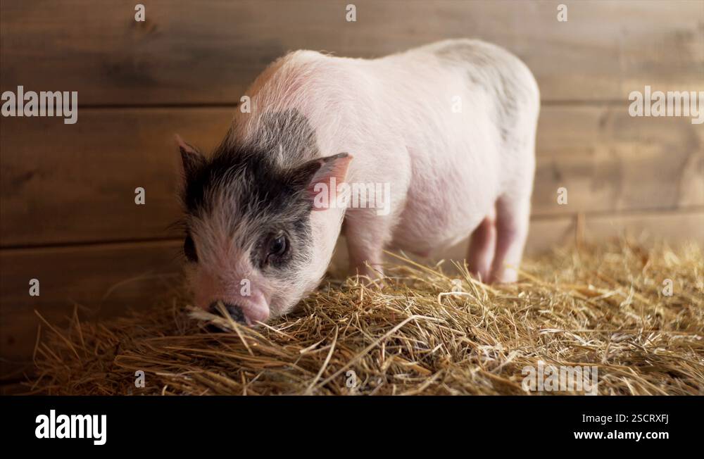 Pink pig nose close Stock Videos & Footage - HD and 4K Video Clips - Alamy