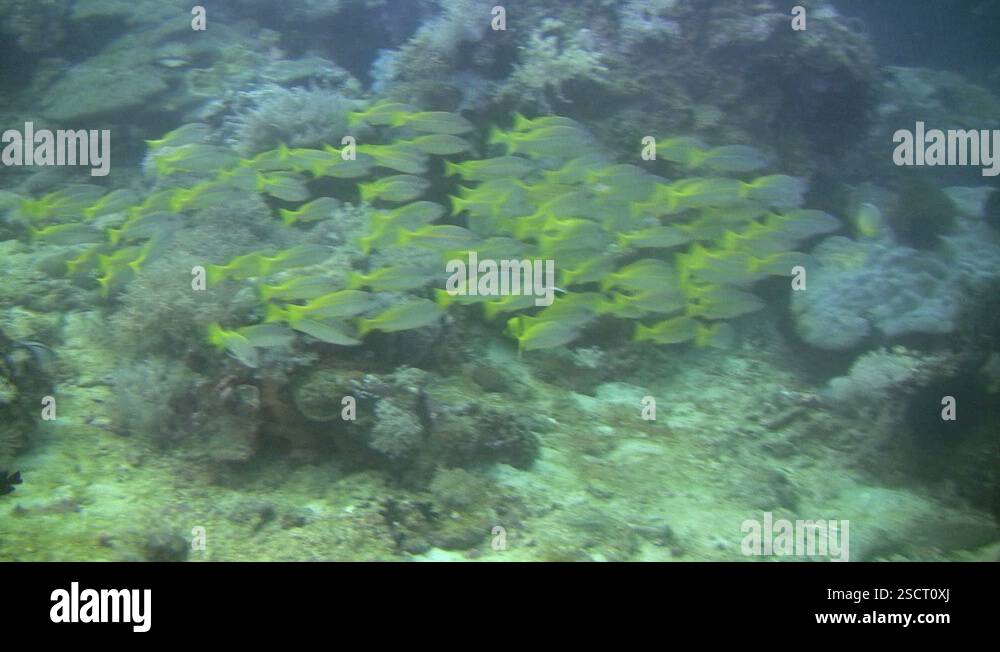 Yellowfin Goatfish (Mulloidichthys vanicolensis) on a coral reef in ...