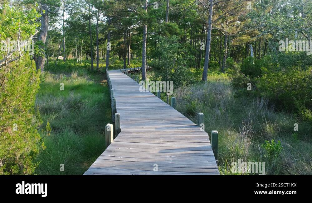 Boardwalk Through Maritime Forest and Marsh 3 Stock Video Footage - Alamy