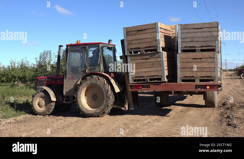 Tractor transport wooden crates with apple fruits harvest in farm ...