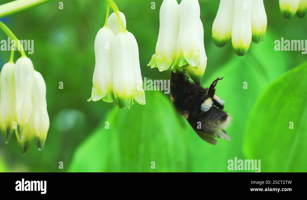 summer time.big fat bumblebee sitting on a flower Stock Video Footage ...