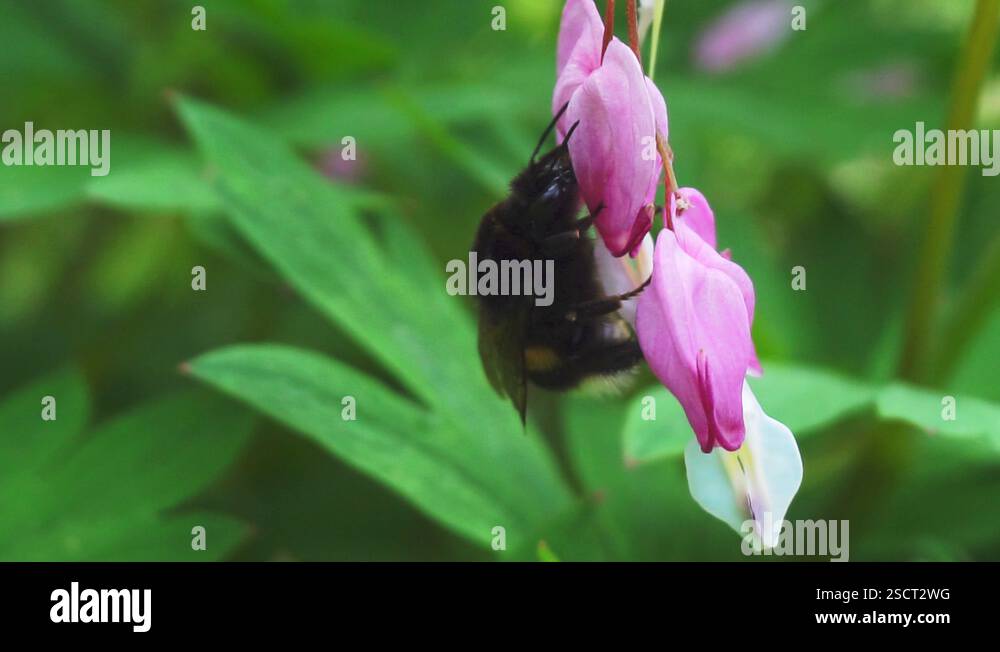 summer time.big fat bumblebee sitting on a flower Stock Video Footage ...