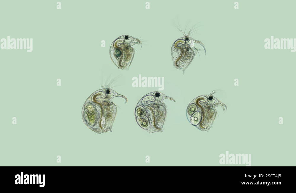 Bosmina water flea under the microscope Stock Video Footage - Alamy