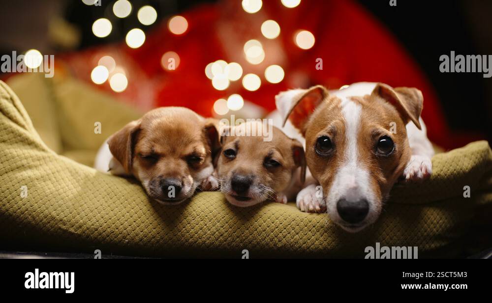 Two jack russel puppies and their mother lying in their spot. Cute dogs ...