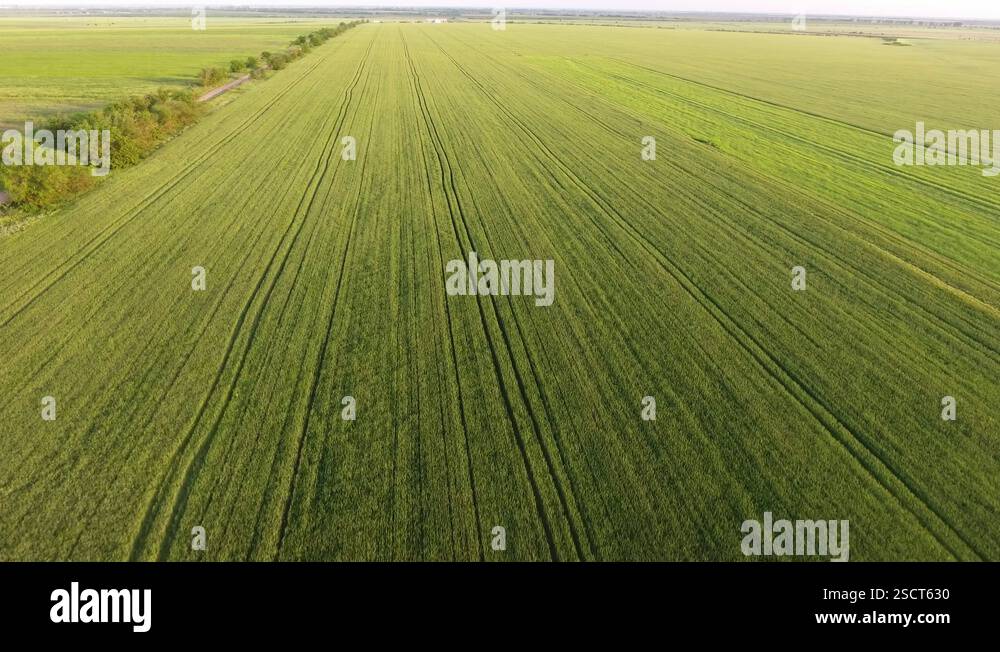 Aerial of the boundless green wheat agro area from a high flying drone ...