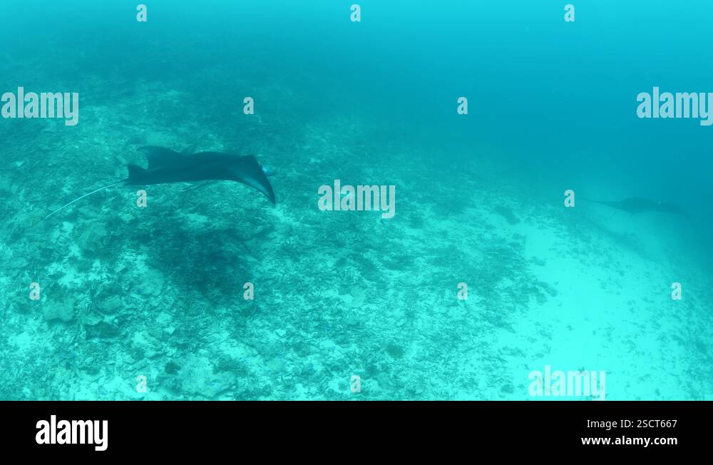 Manta ray swims over corals and sand with elegance and beautiful ...