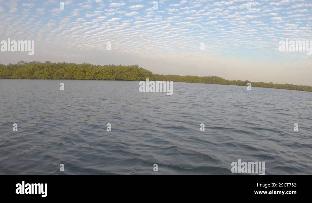 Dolly shot of mangrove forest on Saloum river, UNESCO heritage site in ...