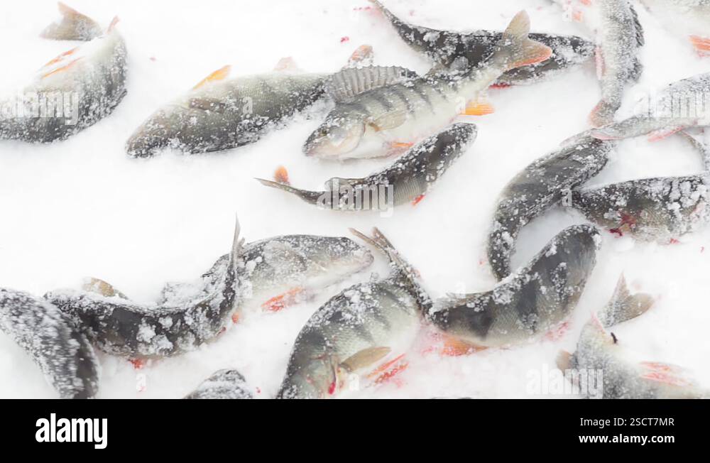 fresh fish on winter fishing Stock Video Footage - Alamy