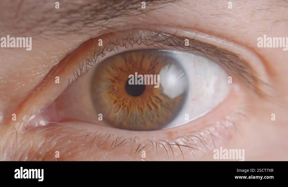 Close-up shoot of caucasian human brown eye shrinking the pupil ...