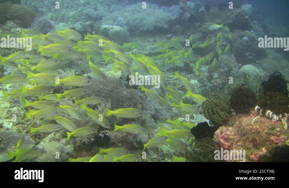 Yellowfin Goatfish (Mulloidichthys vanicolensis) on a coral reef in ...