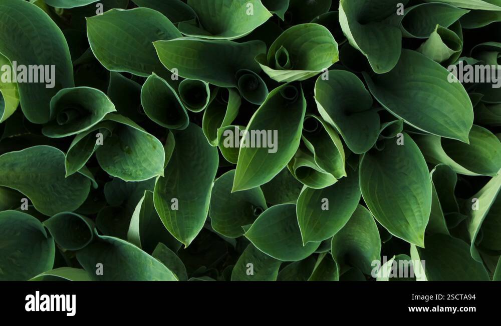 Green leaves, background concepts. top view Stock Video Footage - Alamy