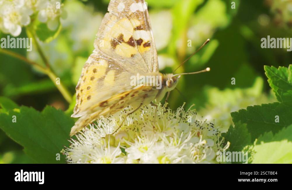 beautiful moth sits on a flowering plant and drinks nectar.macro shoot ...