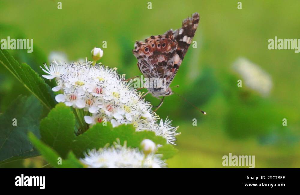beautiful moth sits on a flowering plant and drinks nectar.macro shoot ...