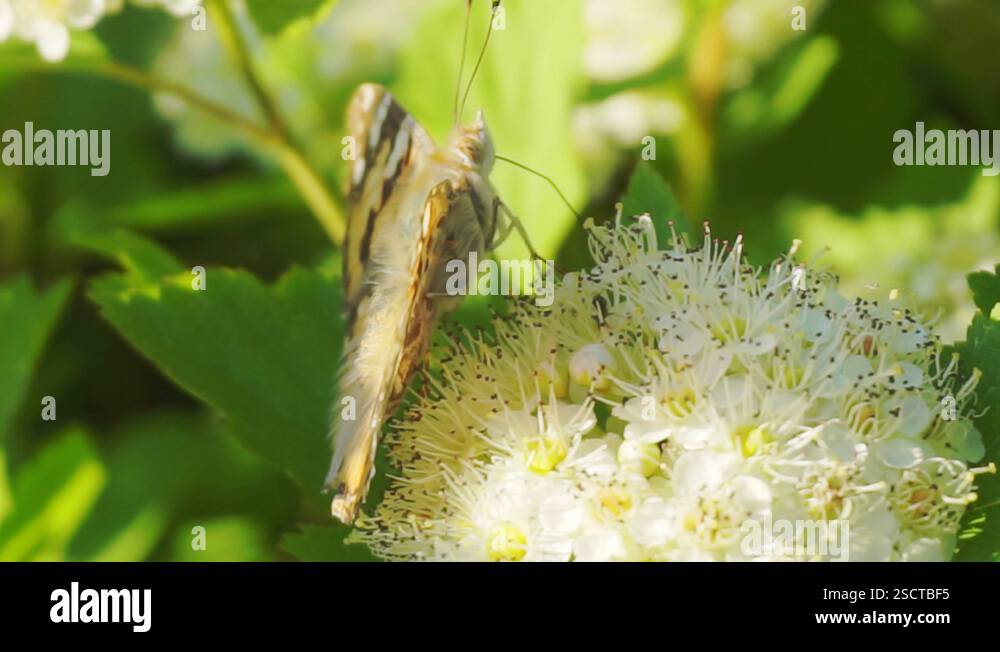 summertime.beautiful moth sits on a flowering plant and drinks nectar ...