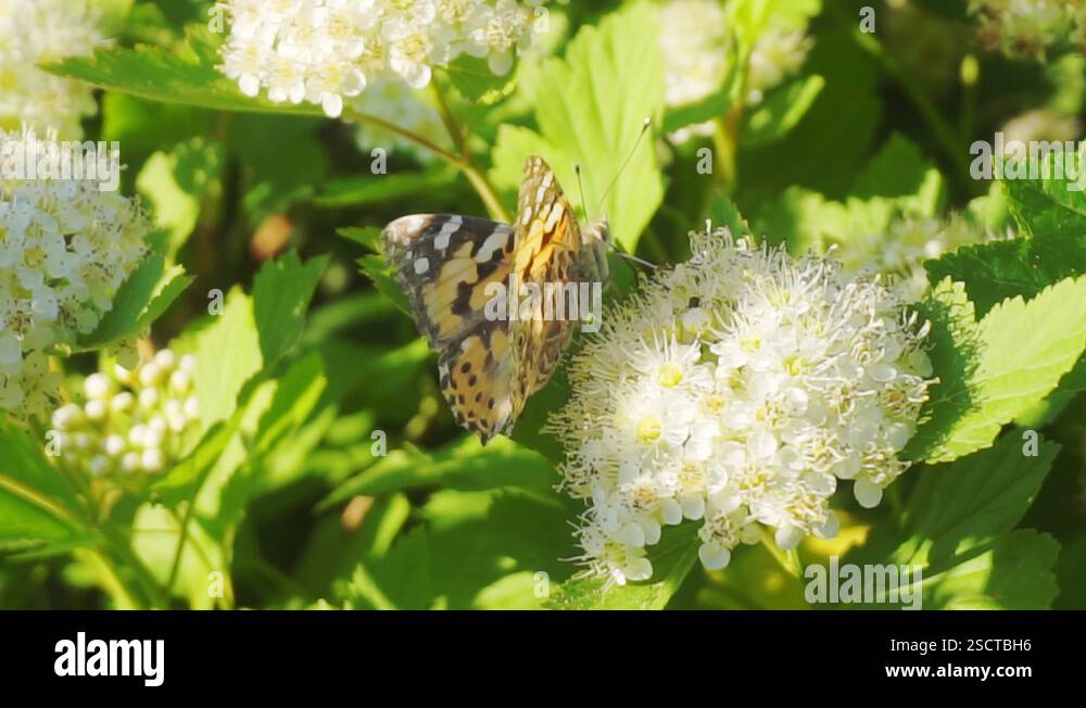 beautiful moth sits on a flowering plant and drinks nectar.macro shoot ...