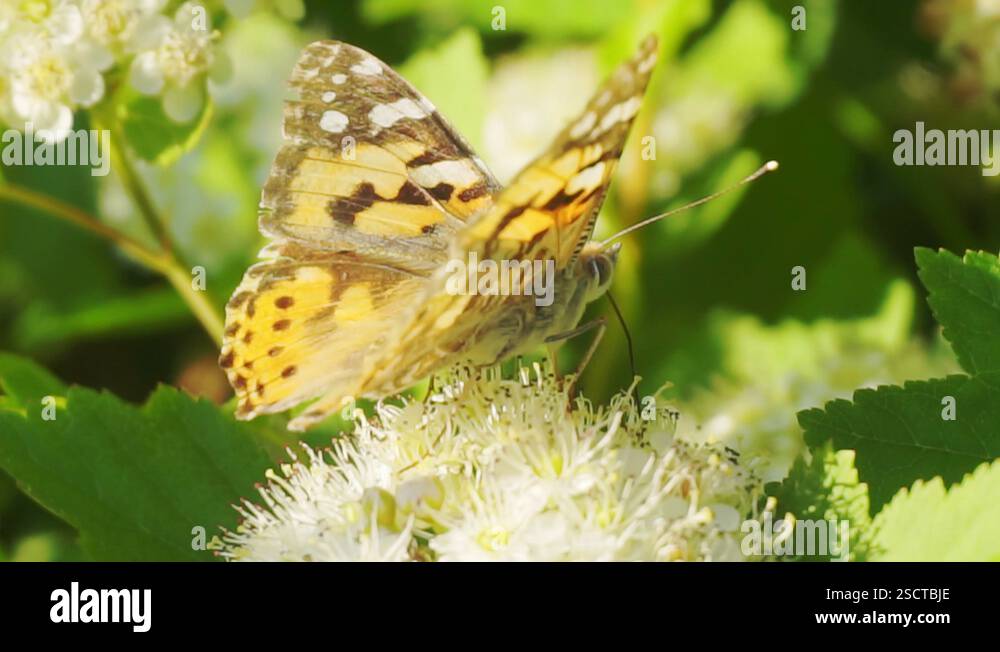 beautiful moth sits on a flowering plant and drinks nectar.macro shoot ...