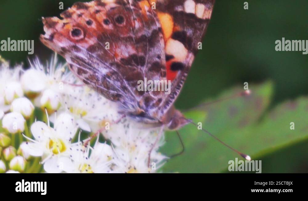 beautiful moth sits on a flowering plant and drinks nectar Stock Video ...