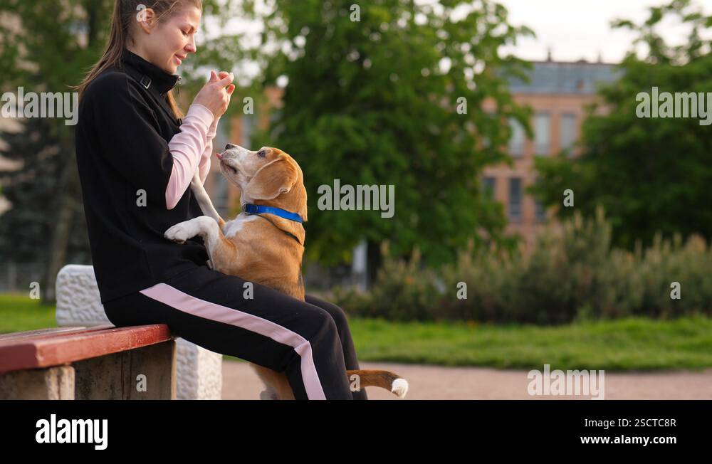 Woman put piece of snack at mouth, dog sniff and lick her lips Stock ...
