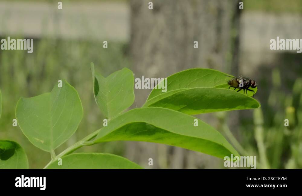 4k. Fly flew and sat on the branch Stock Video Footage - Alamy