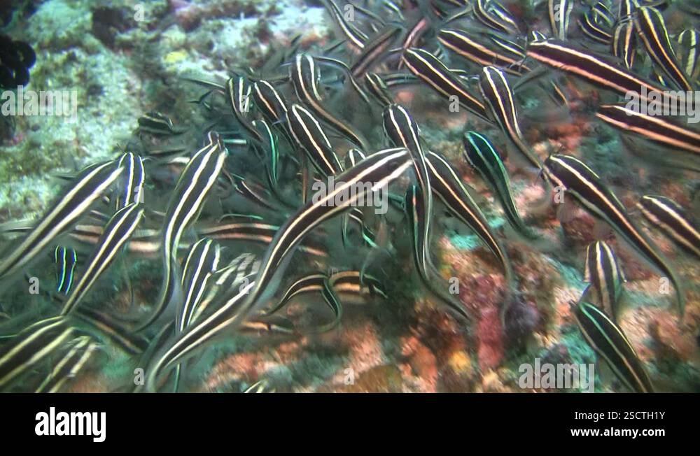 Striped Catfish (Plotosus lineatus) on a coral reef in the Philippines ...