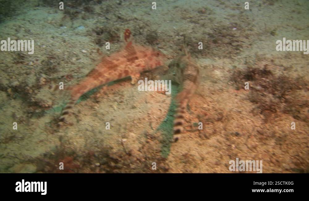 Bartail Goatfish, Upeneus tragula on a coral reef in the Philippines ...