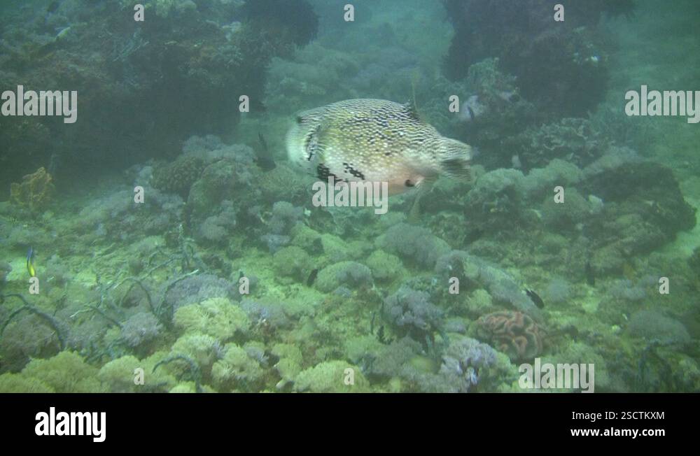 Scribbled puffer (Arothron mappa)swimming over a reef Stock Video ...