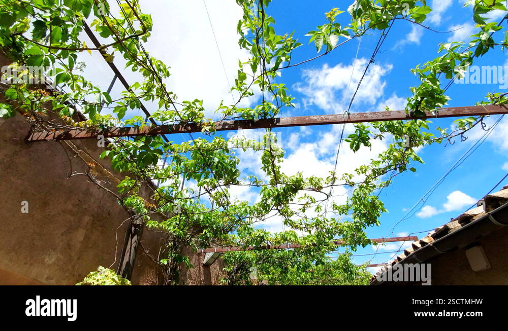 Grapes which is woven in a spiral, forming the ceiling of the building ...