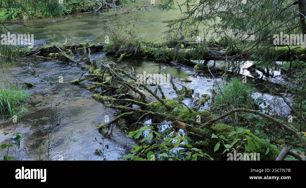 two old moss covered trees fallen into a river in the forest Stock ...