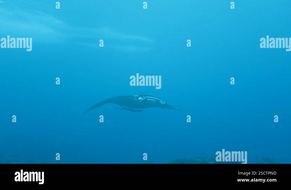 Manta ray swimming in Ishigaki Island, Okinawa, Japan Stock Video ...