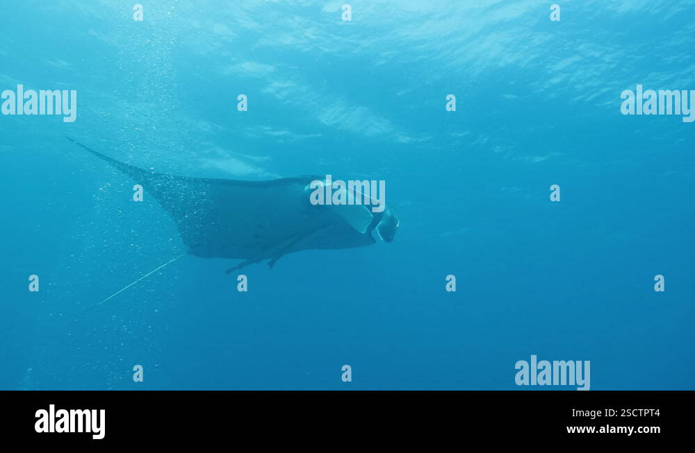 Manta ray swimming in Ishigaki Island, Okinawa, Japan Stock Video ...