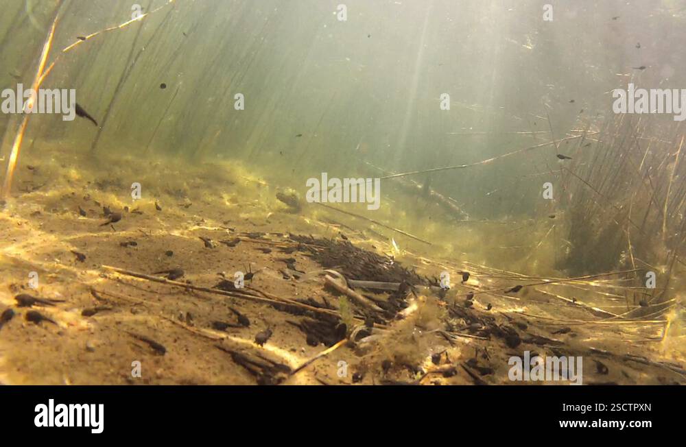 Tadpole in a lake during springtime in Sweden, underwater shoot Stock ...