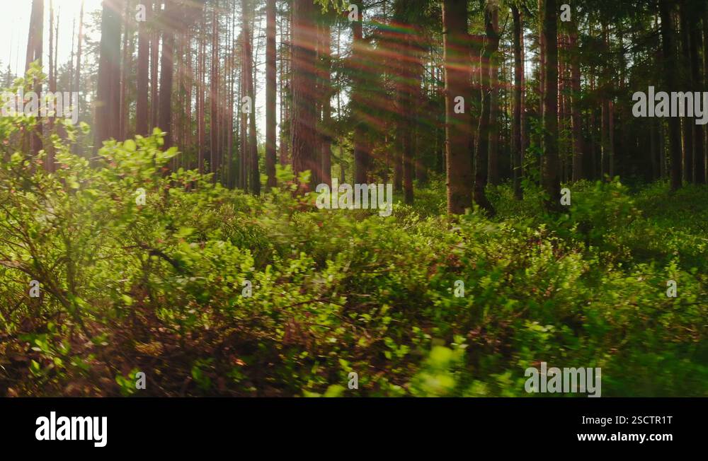 Ecologically Clean Forest of mixed Trees with blueberry and bushes ...