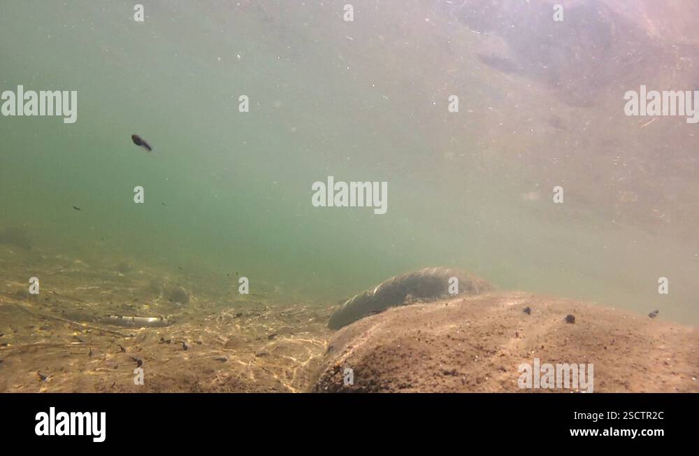 Tadpole in a lake during springtime in Sweden, underwater shoot Stock ...