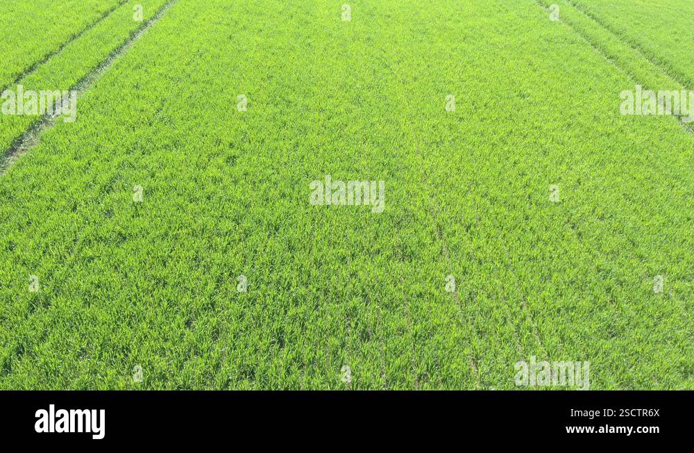 This field has been sprayed Stock Videos & Footage - HD and 4K Video ...