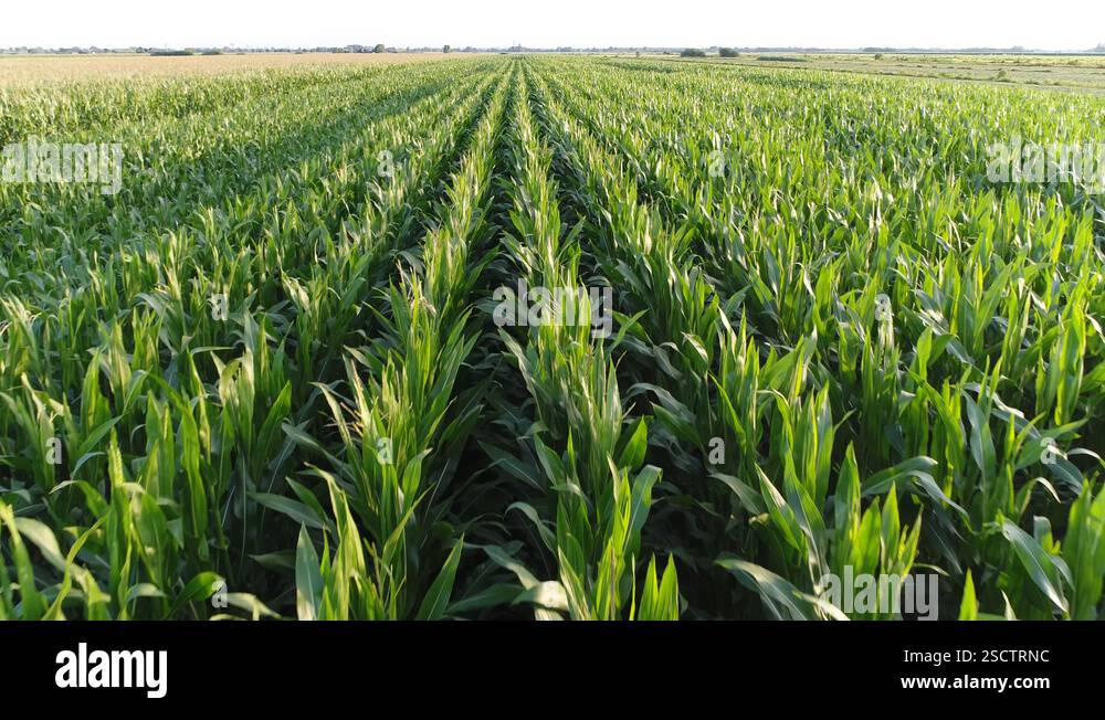 Low altitude aerial footage of maize also known as corn 4k Stock Video ...