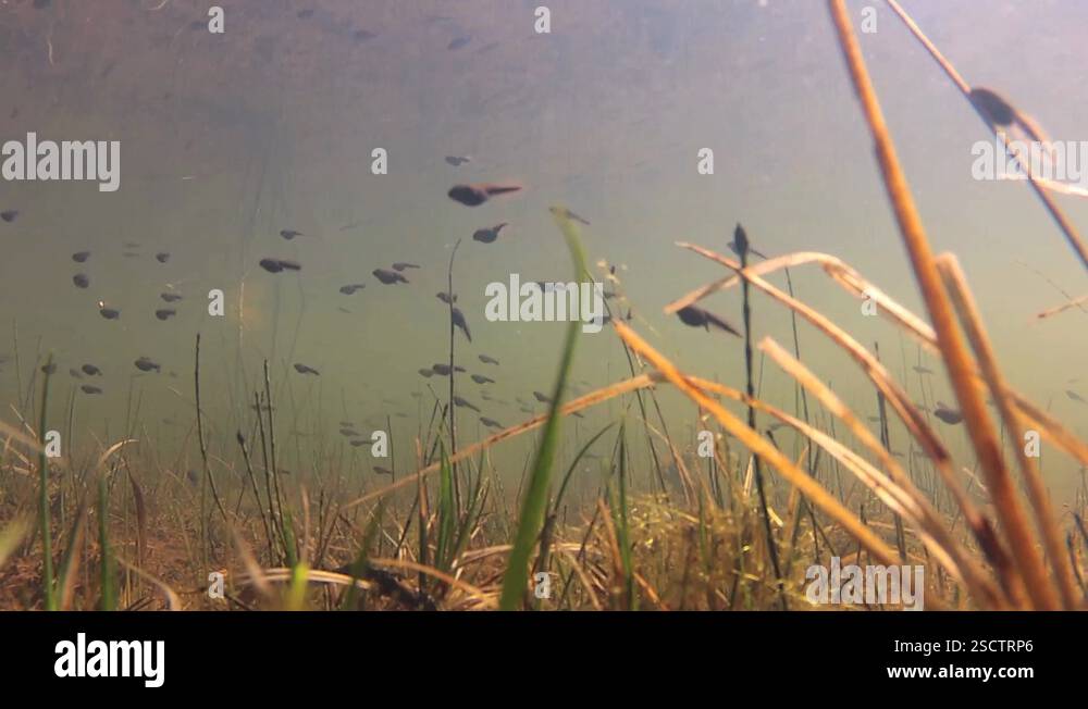 Tadpole in a lake during springtime in Sweden, underwater shoot Stock ...