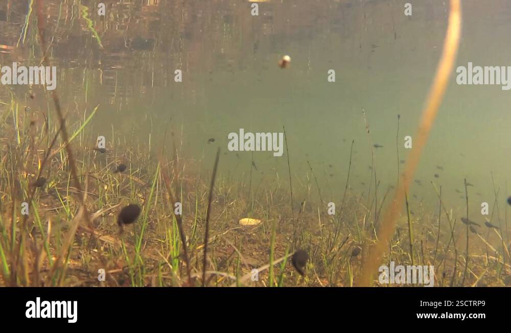 Tadpole in a lake during springtime in Sweden, underwater shoot Stock ...