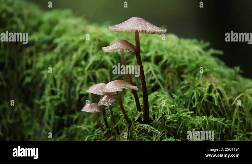 Small mushrooms moving in wind at cloud forest in Garajonay national ...