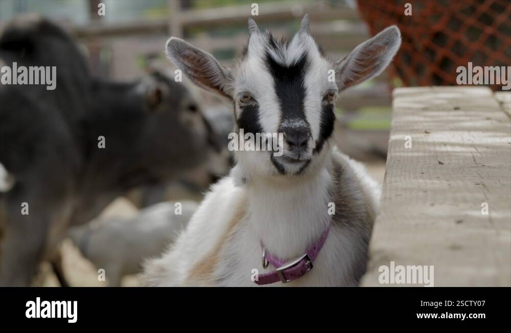Baby animals eating food close up baby goat chewing hay on a farm ...