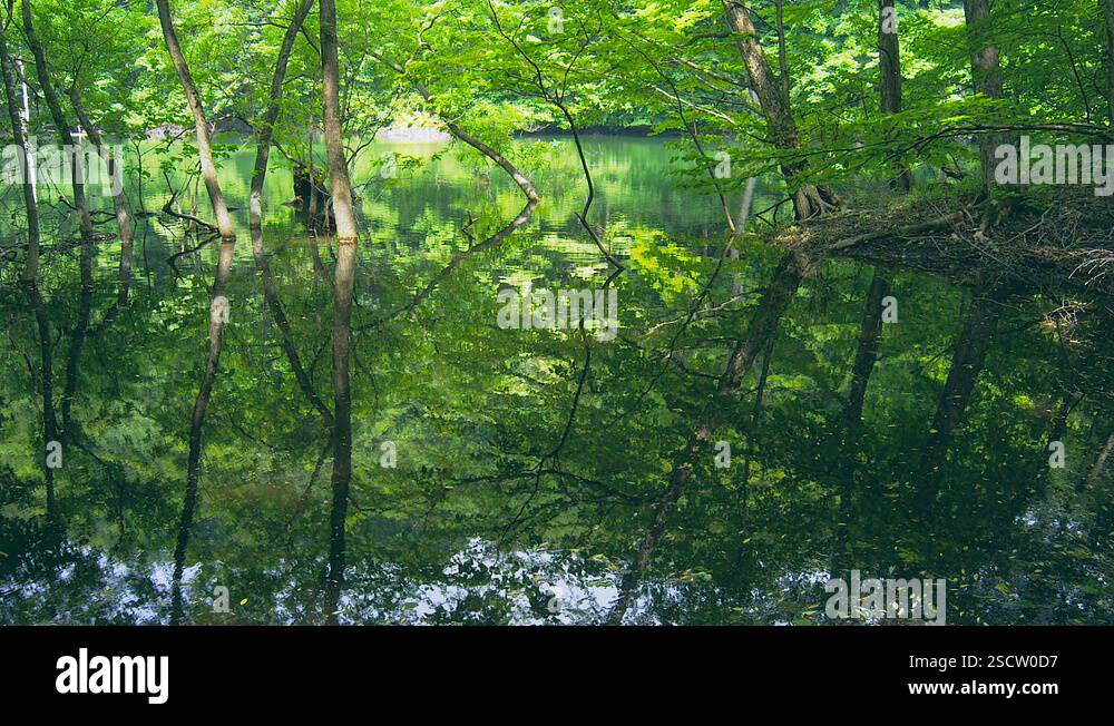 Juniko Lakes in Shirakami Mountains Stock Video Footage - Alamy