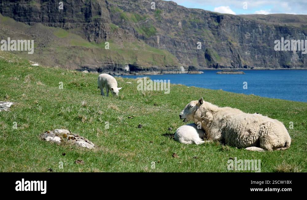 Isle of Skye, Neist Point, grazing sheep and lambs, Scotland Stock ...