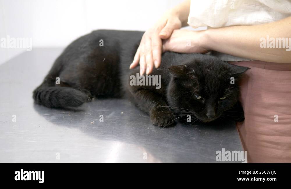 veterinarian concept. sad black cat examined by a vet before surgery ...