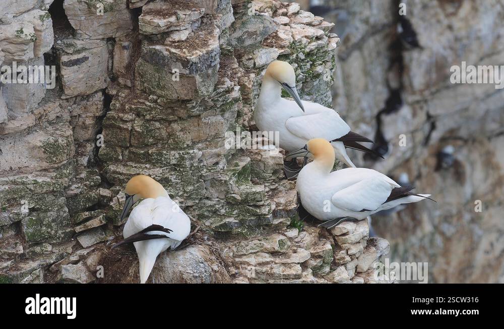 Northern Gannets on a Nest at Bempton Cliffs Stock Video Footage - Alamy