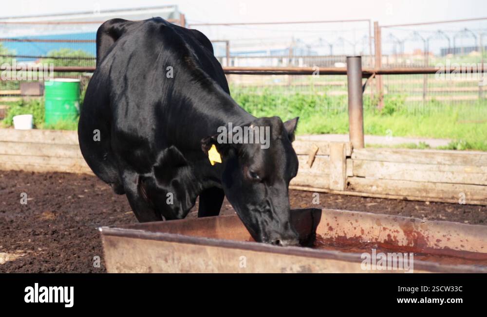 black Cow drinking water on dairy farm. Cows breeding at old milk farm ...