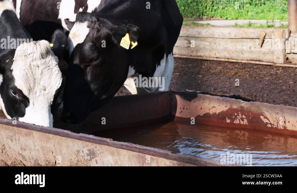 Cows drinking water on dairy farm. Cows breeding at old milk farm ...