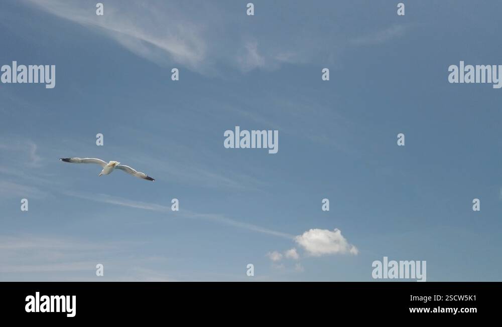 A seagull flying near 15th July Martyr's Bridge on the Bosphorus from a ...