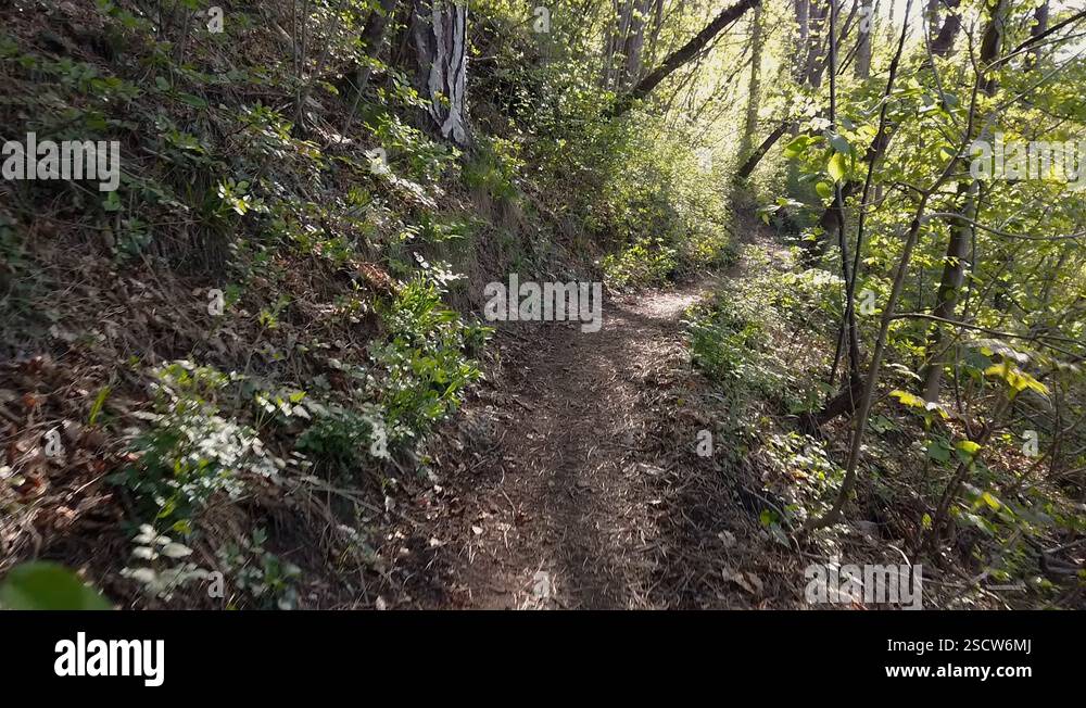Walking through forest on beautiful hiking path to the top of the hill ...