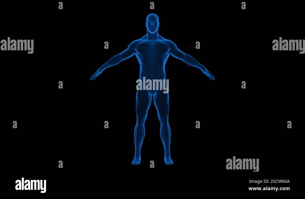 Man s body - from the whole body to the left side Stock Video Footage ...