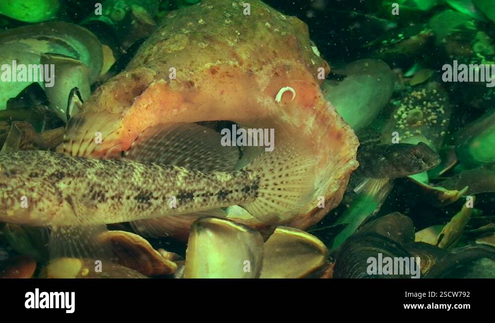 The crab hides from the fish in the snail shell Stock Video Footage - Alamy